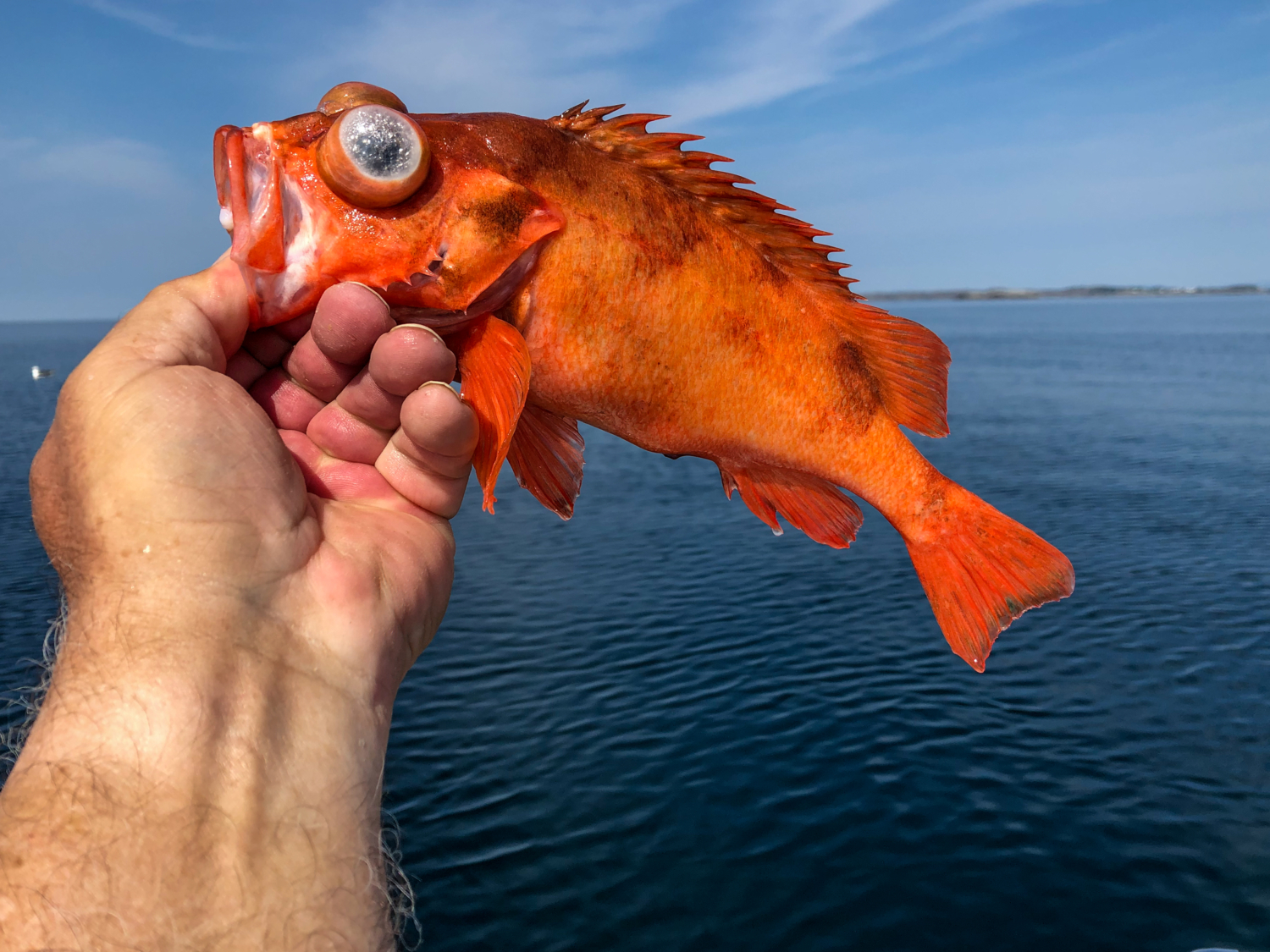 Rotbarsch - Fjordtun